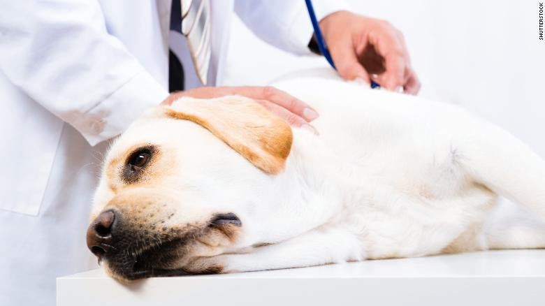 Parálisis facial en perro: etiología y diagnóstico— Pet Markt Mexico