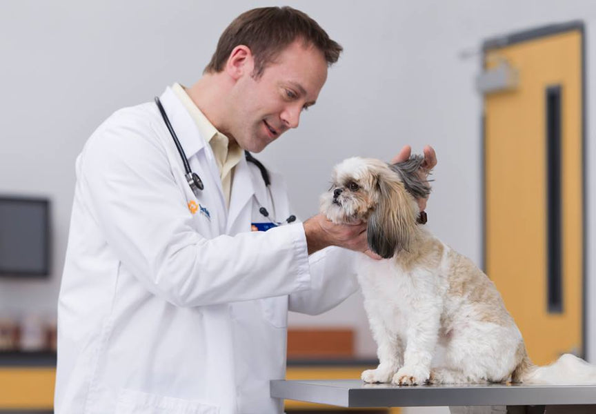 Uveítis en perros: diagnóstico y tratamiento— Pet Markt Mexico